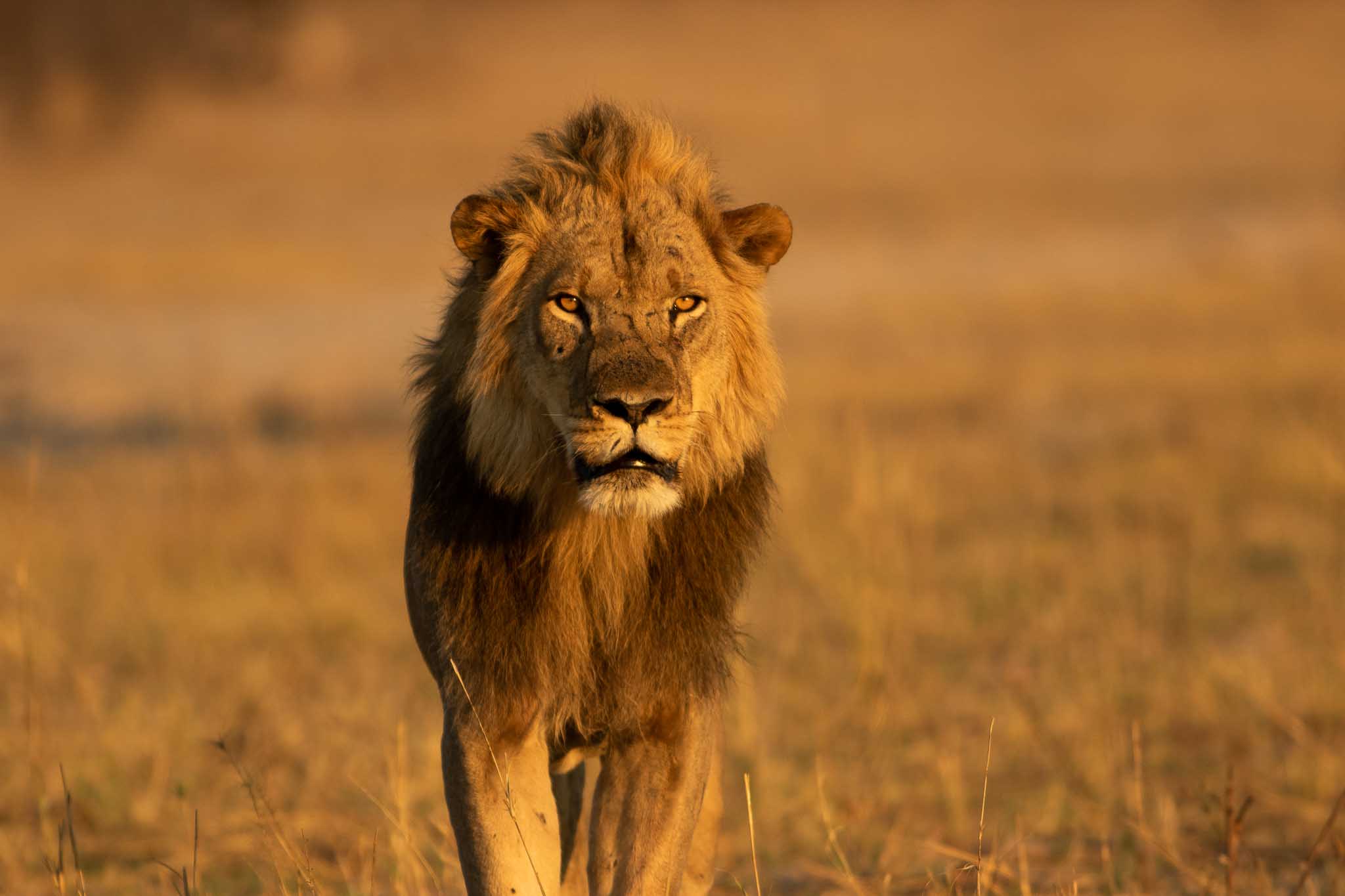 Safaris in Victoria Falls - Outpost Africa